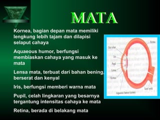 Materi Fisika SMA Alat-alat optik (Mata, Kamera, Mdll) | PPT