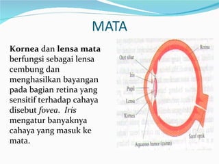Alat alat optik a | PPT