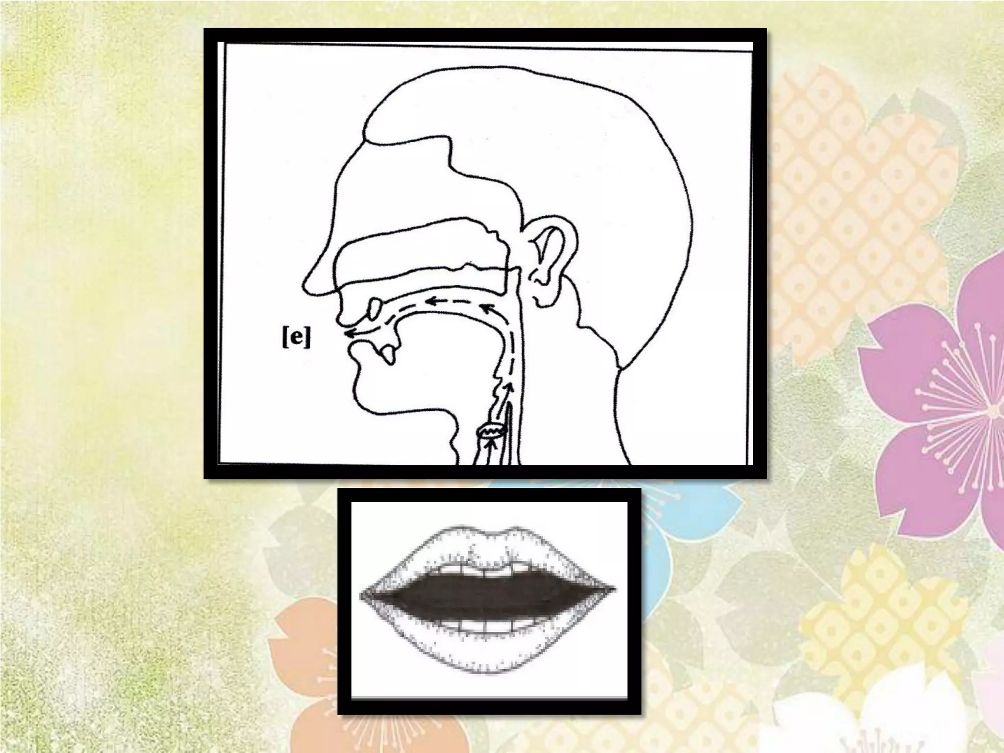 FONETIK DAN FONOLOGI : ALAT-ALAT ARTIKULASI | PDF