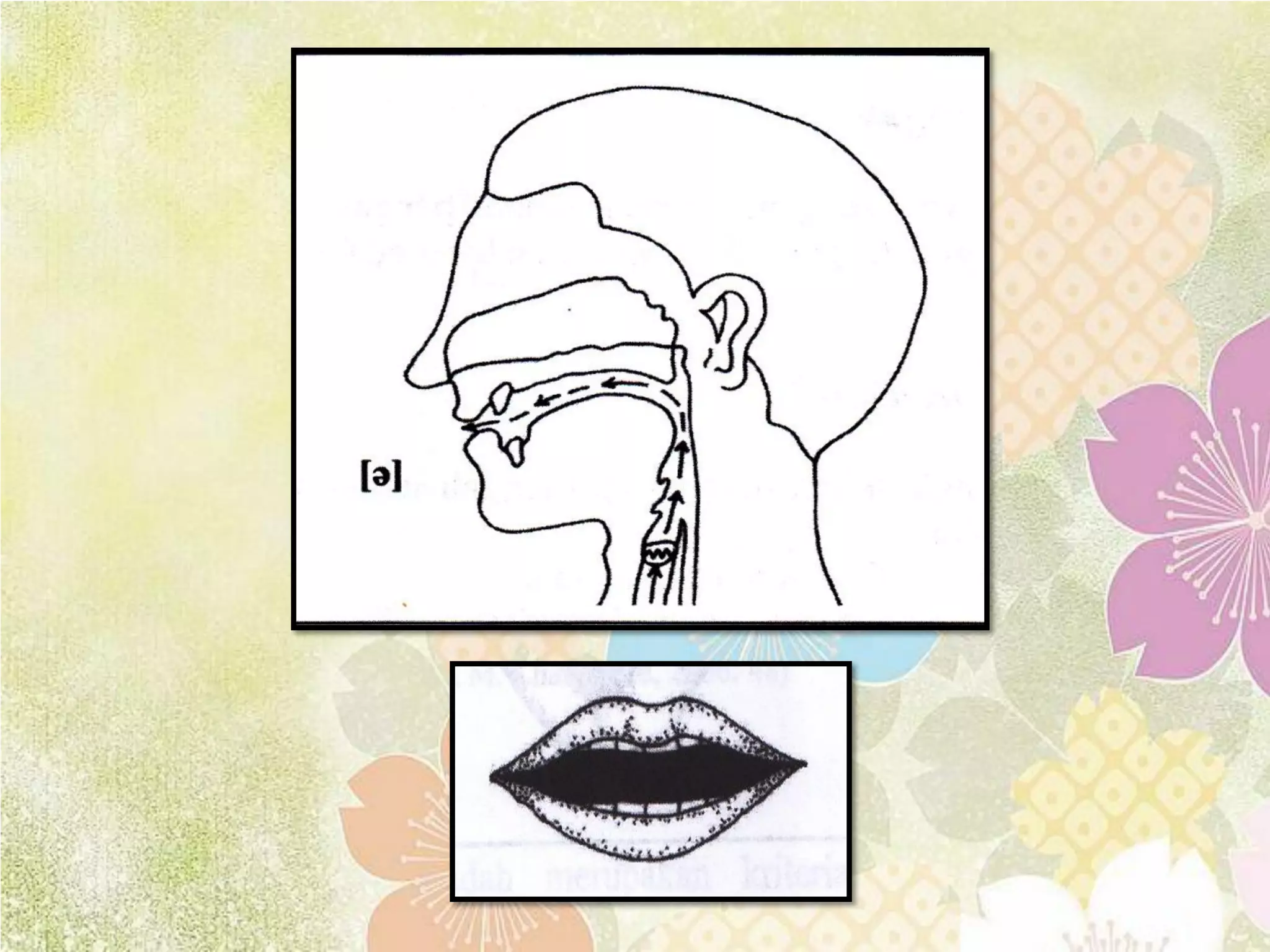 FONETIK DAN FONOLOGI : ALAT-ALAT ARTIKULASI | PDF