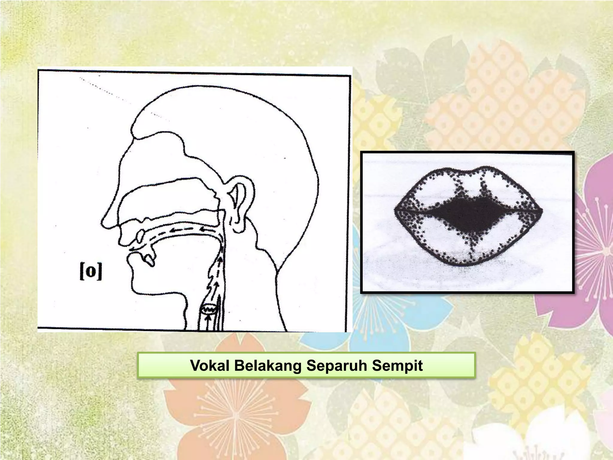 FONETIK DAN FONOLOGI : ALAT-ALAT ARTIKULASI | PDF