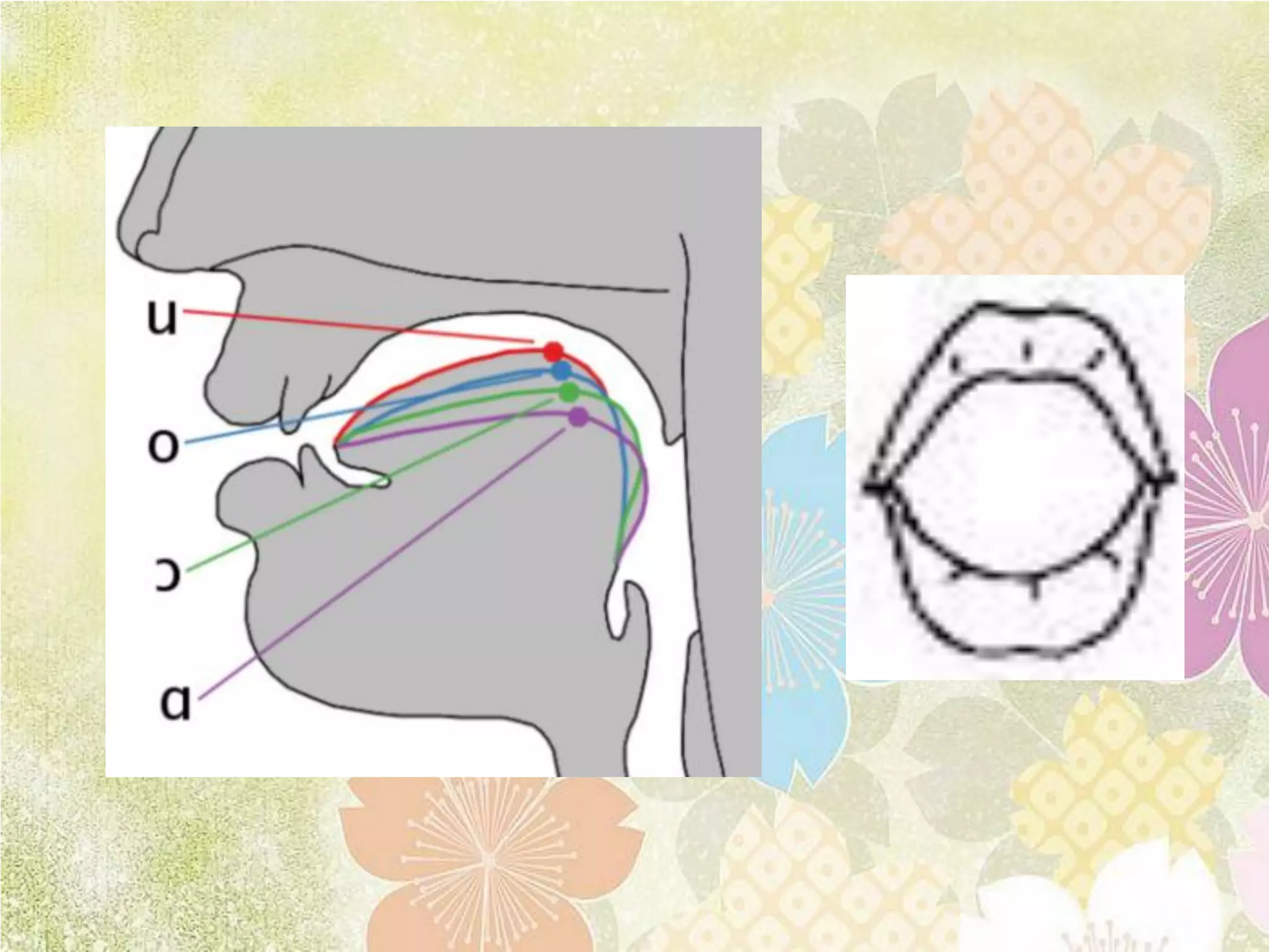 FONETIK DAN FONOLOGI : ALAT-ALAT ARTIKULASI | PDF