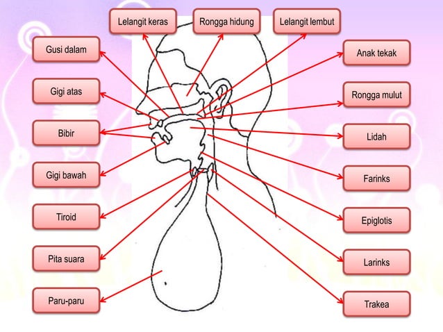 FONETIK DAN FONOLOGI : ALAT-ALAT ARTIKULASI | PDF