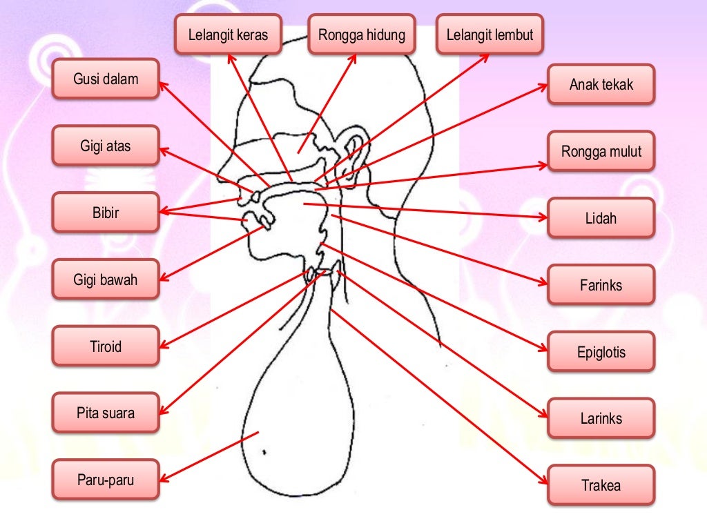 FONETIK DAN FONOLOGI : ALAT-ALAT ARTIKULASI