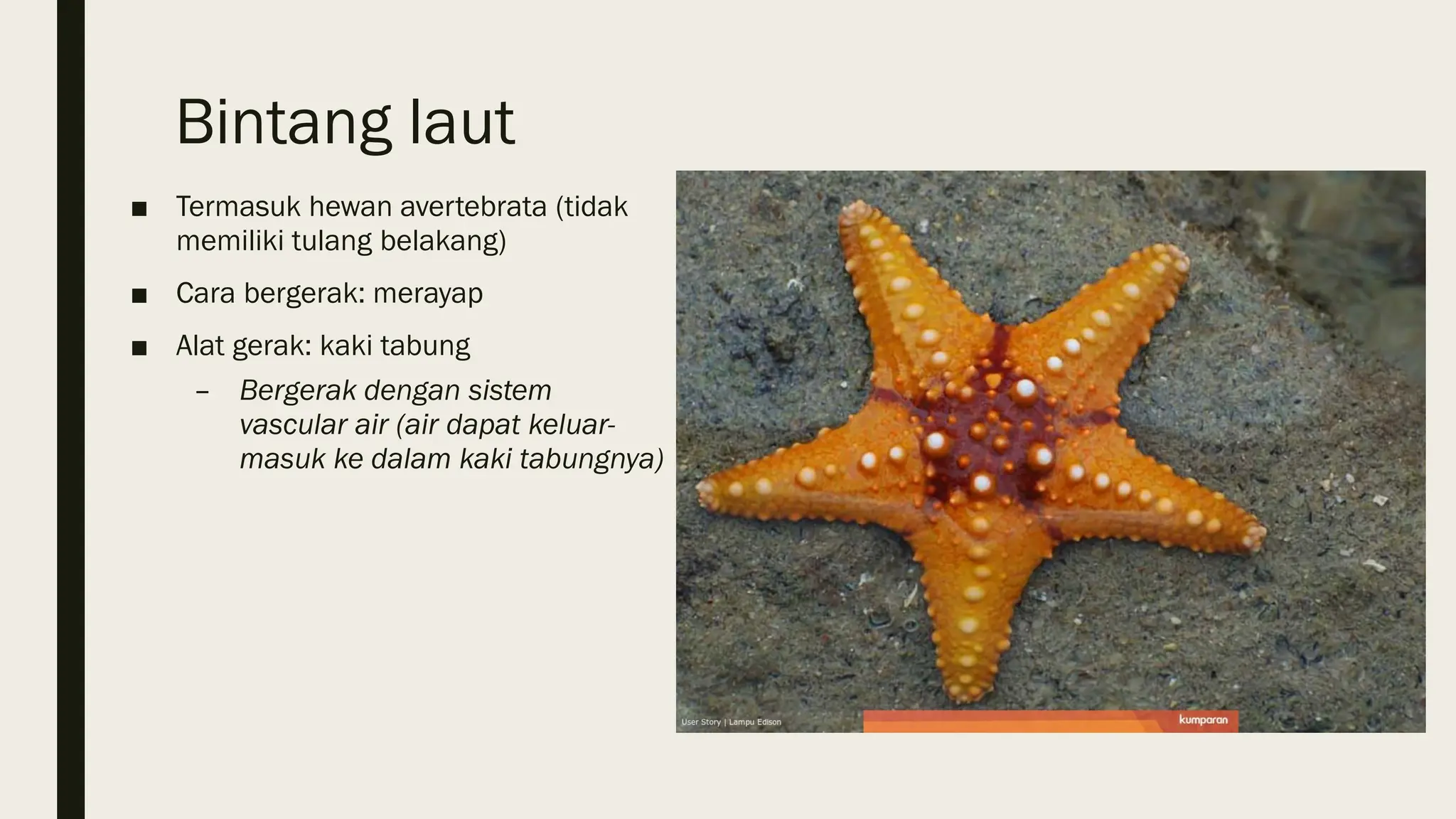 Alat Gerak Hewan dan Manusia.pdf