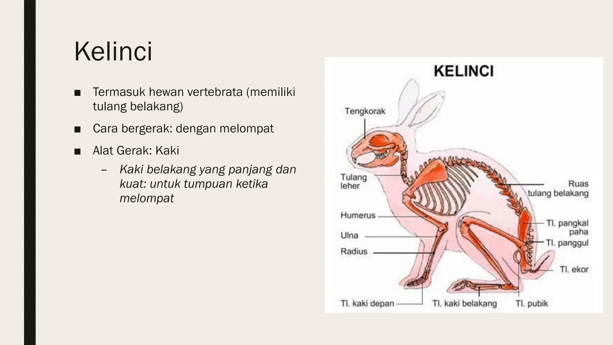 Alat Gerak Hewan dan Manusia.pdf