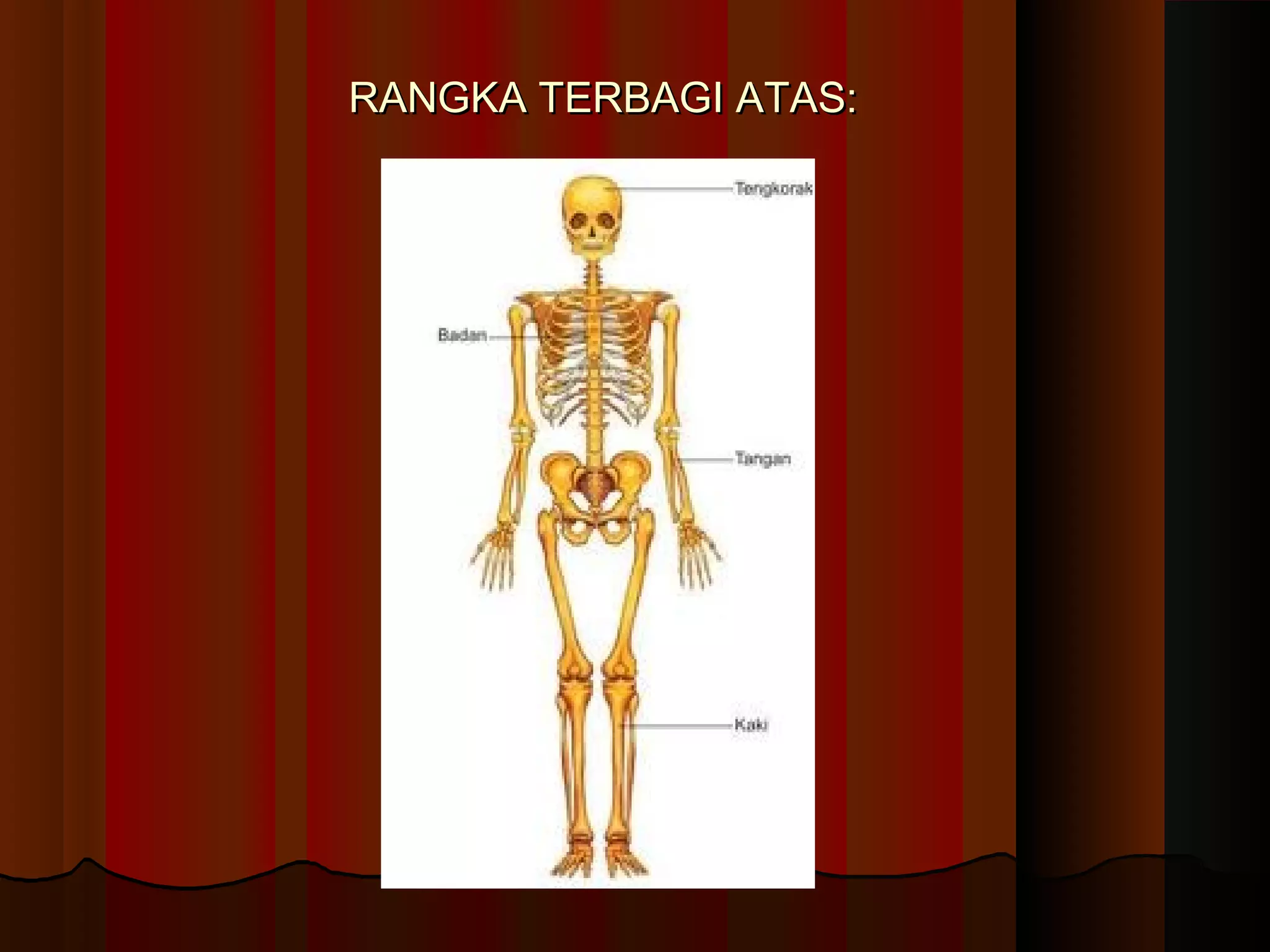 Alat gerak manusia | PPT