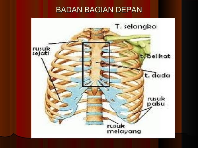 Alat gerak manusia | PPT
