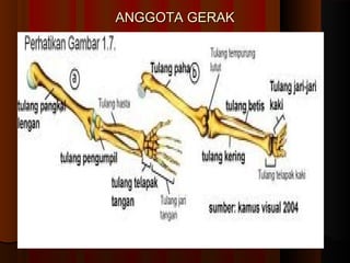 Alat gerak manusia | PPT