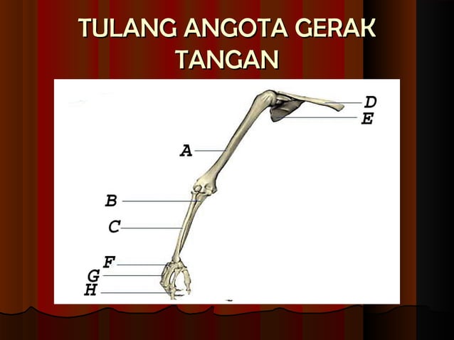 Alat gerak manusia | PPT