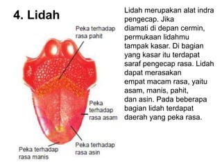 Alat indera pada manusia | PPTX