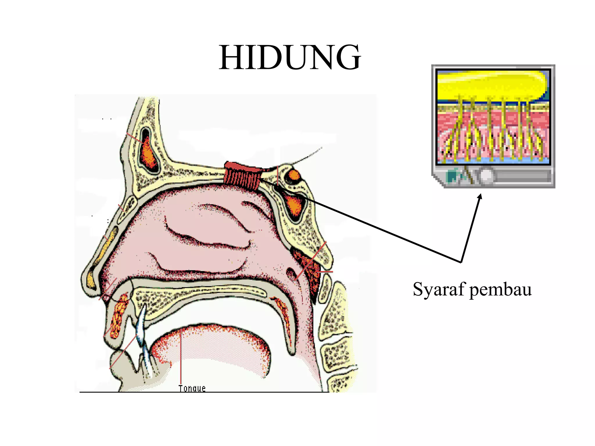 Alat indera[1] | PPT