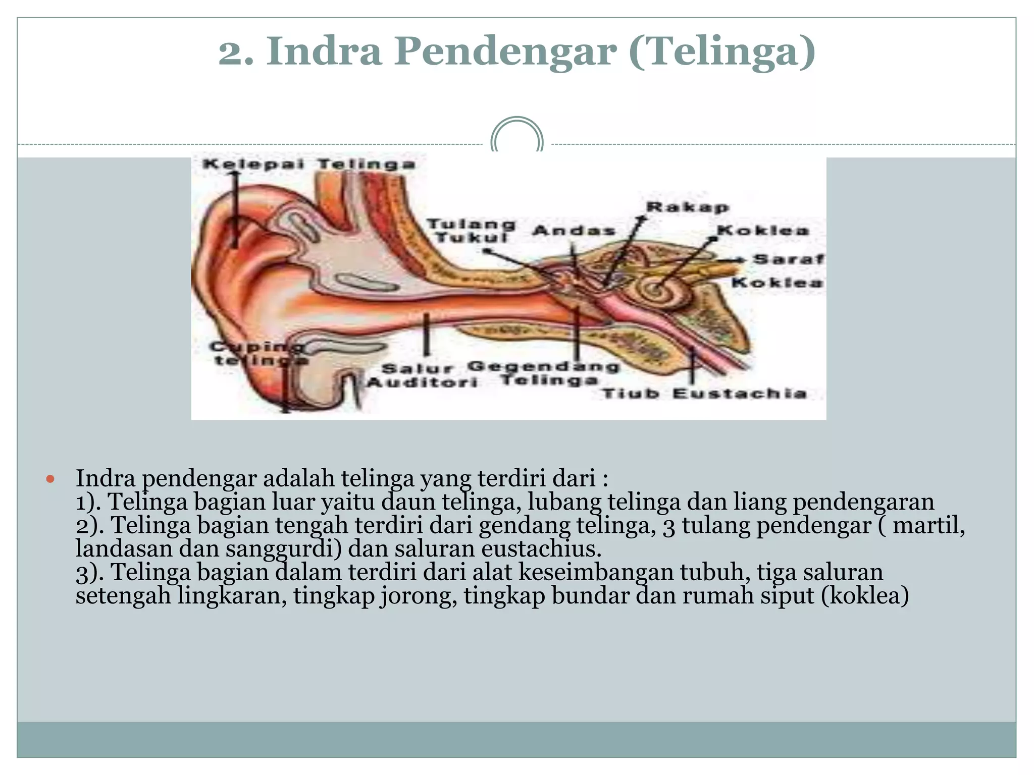 Alat-Alat indera manusia, bagian bagian dan fungsinya | PPTX