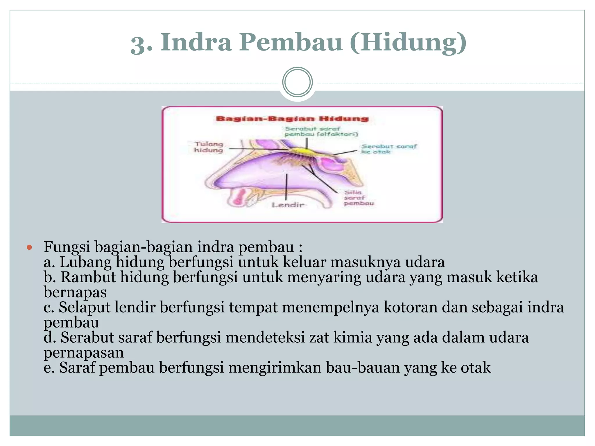 Alat-Alat indera manusia, bagian bagian dan fungsinya | PPTX
