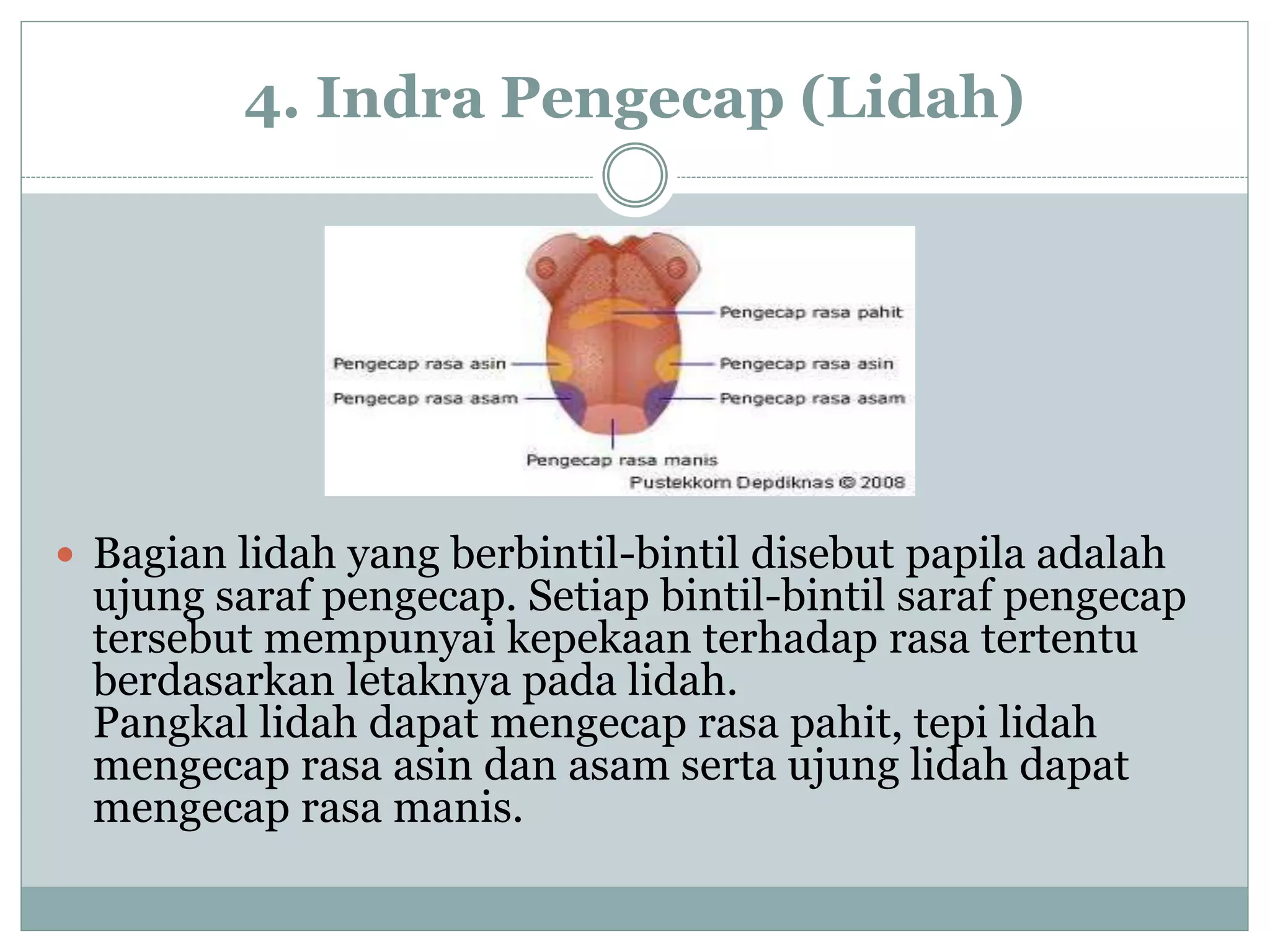 Alat-Alat indera manusia, bagian bagian dan fungsinya | PPTX