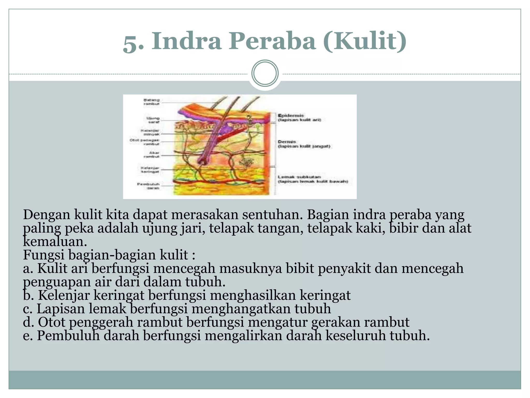 Alat-Alat indera manusia, bagian bagian dan fungsinya | PPTX
