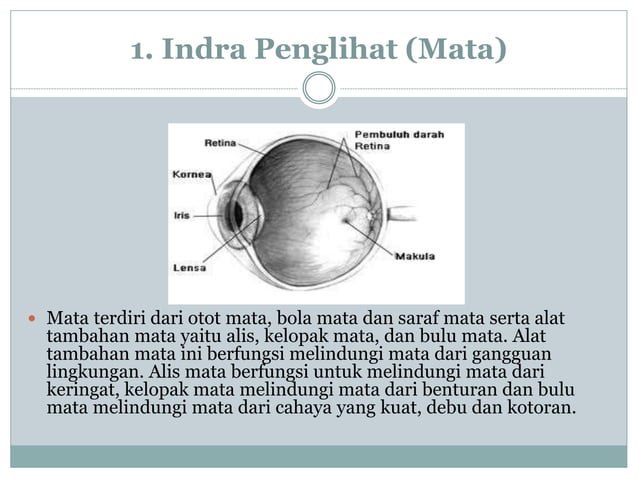 Alat-Alat indera manusia, bagian bagian dan fungsinya | PPT