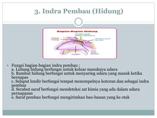 Alat-Alat indera manusia, bagian bagian dan fungsinya | PPTX
