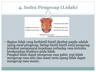 Alat-Alat indera manusia, bagian bagian dan fungsinya | PPTX