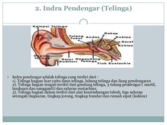 Alat-Alat indera manusia, bagian bagian dan fungsinya Alat-Alat indera manusia, bagian bagian dan fungsinya