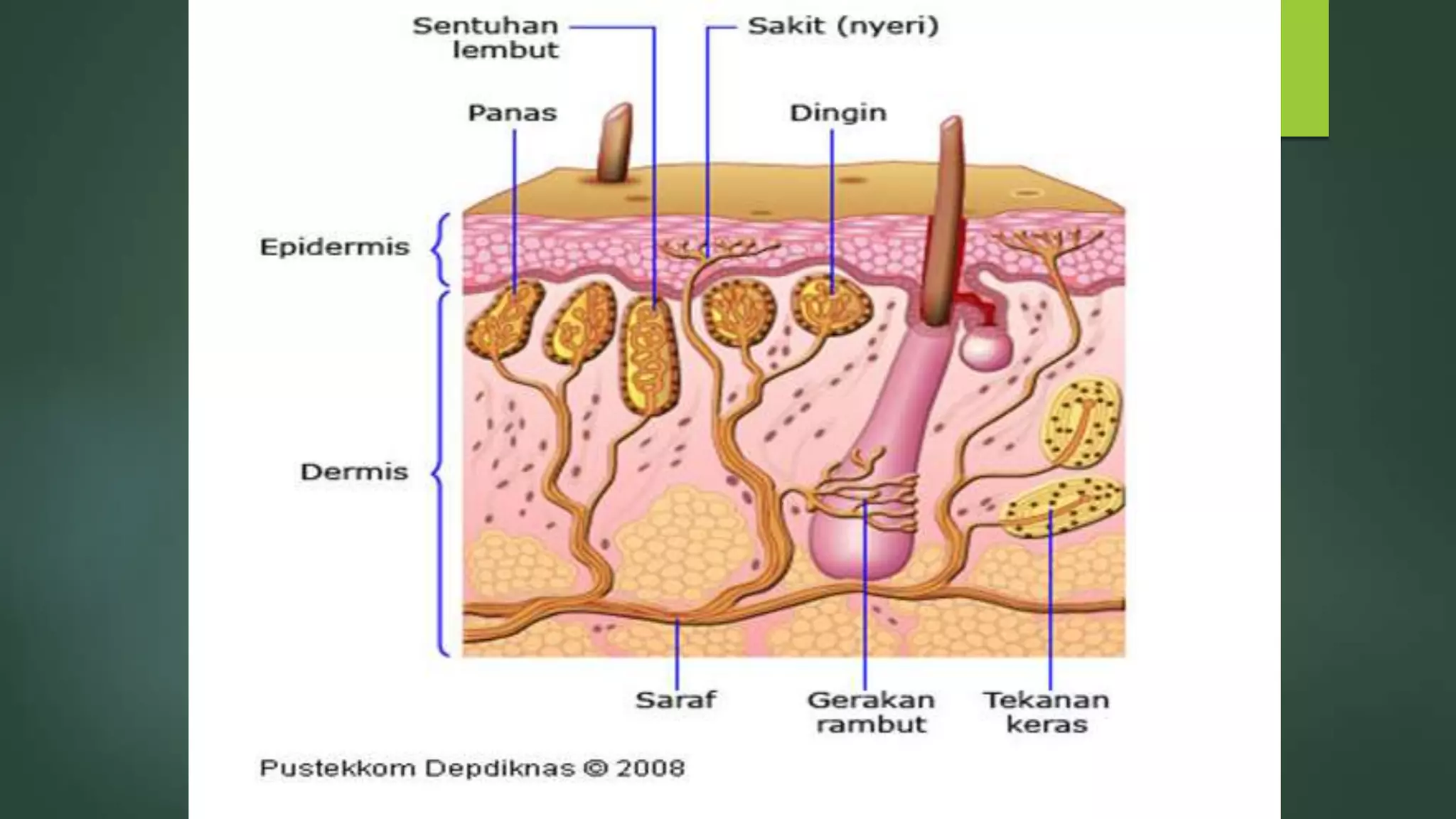 Alat indera peraba (kulit) | PPTX