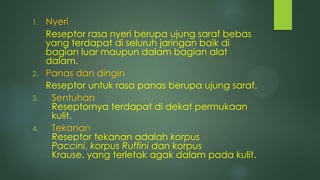 Alat indera peraba (kulit) | PPTX