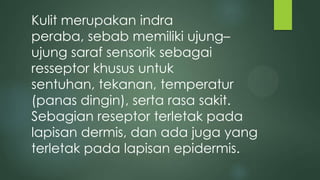 Alat indera peraba (kulit) | PPTX