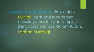 Alat indera peraba (kulit) | PPTX