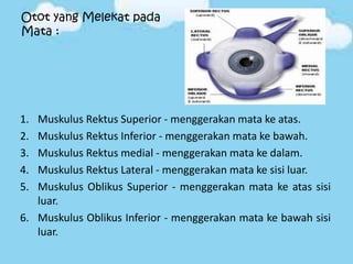 Alat indra | PPTX