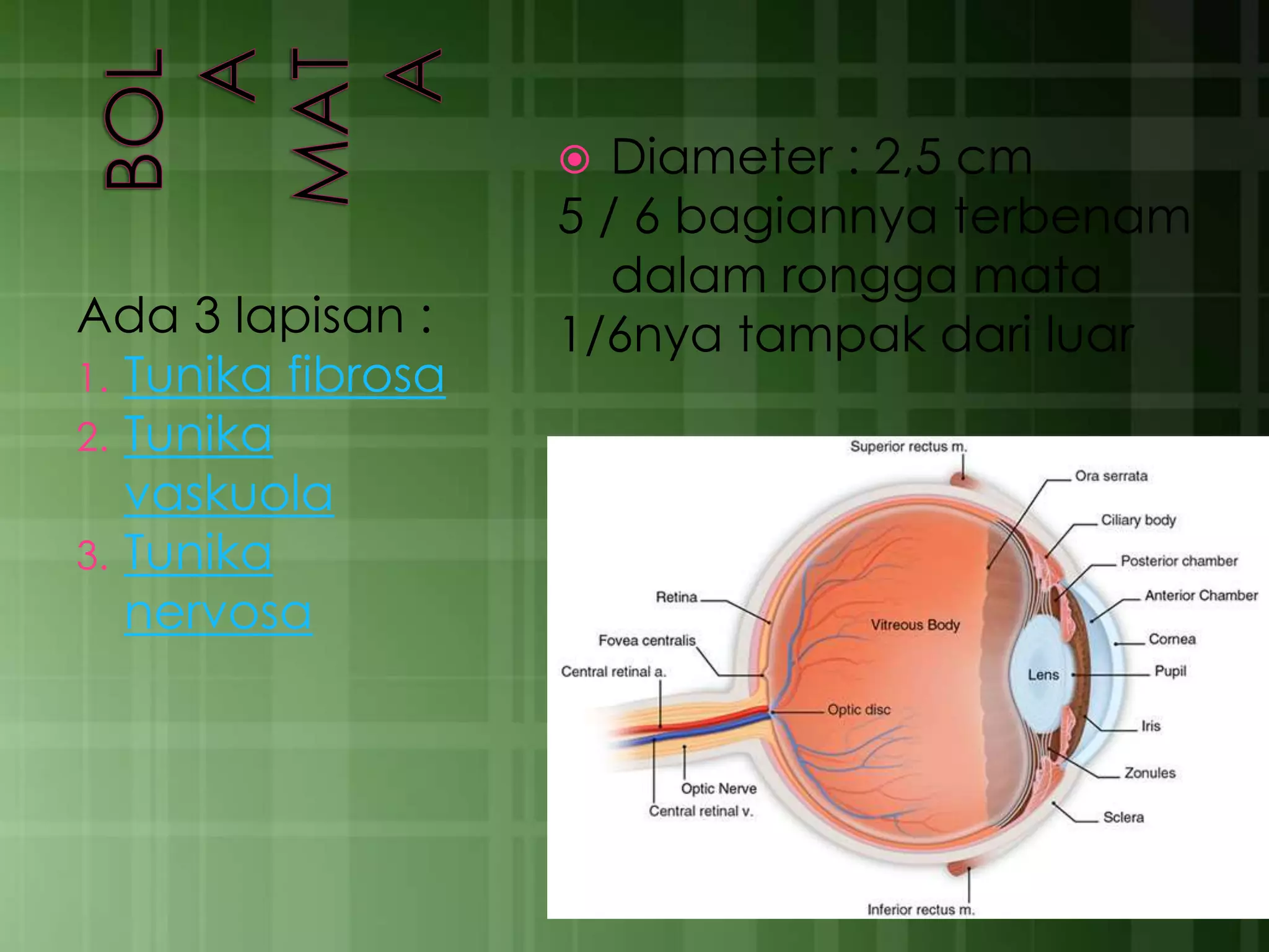 Alat indra | PPT