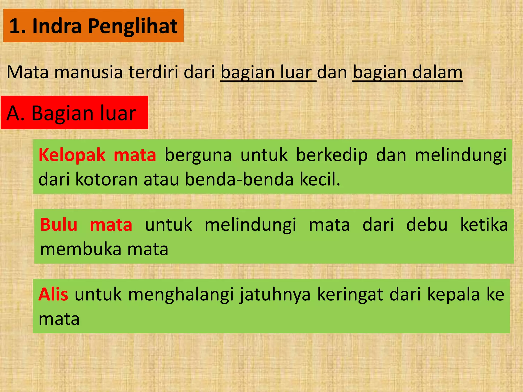 Alat Indra Manusia IPA (ilmu pengetahuan alam) SD - SMP | PPTX