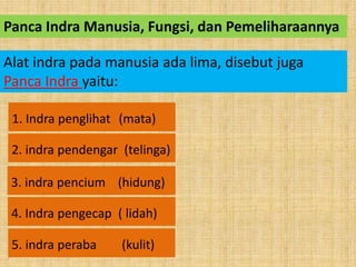 Alat Indra Manusia IPA (ilmu pengetahuan alam) SD - SMP | PPTX