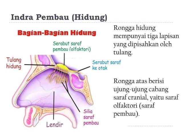 Alat indra 2 | PPT