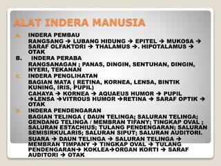 Alat indra dan hormon | PPTX