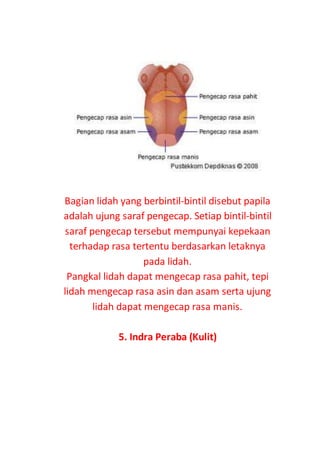 Alat indra manusia | DOCX