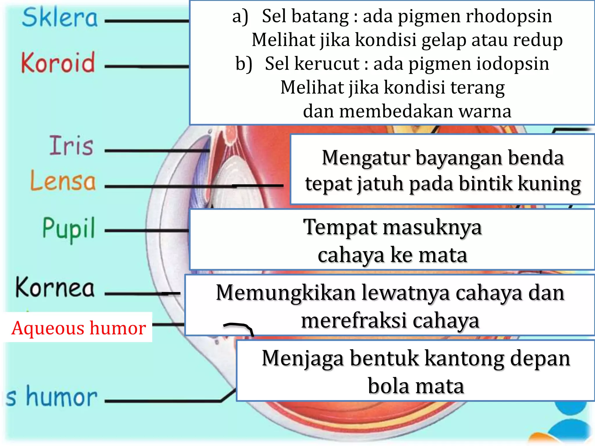 Alat indra mata | PPTX