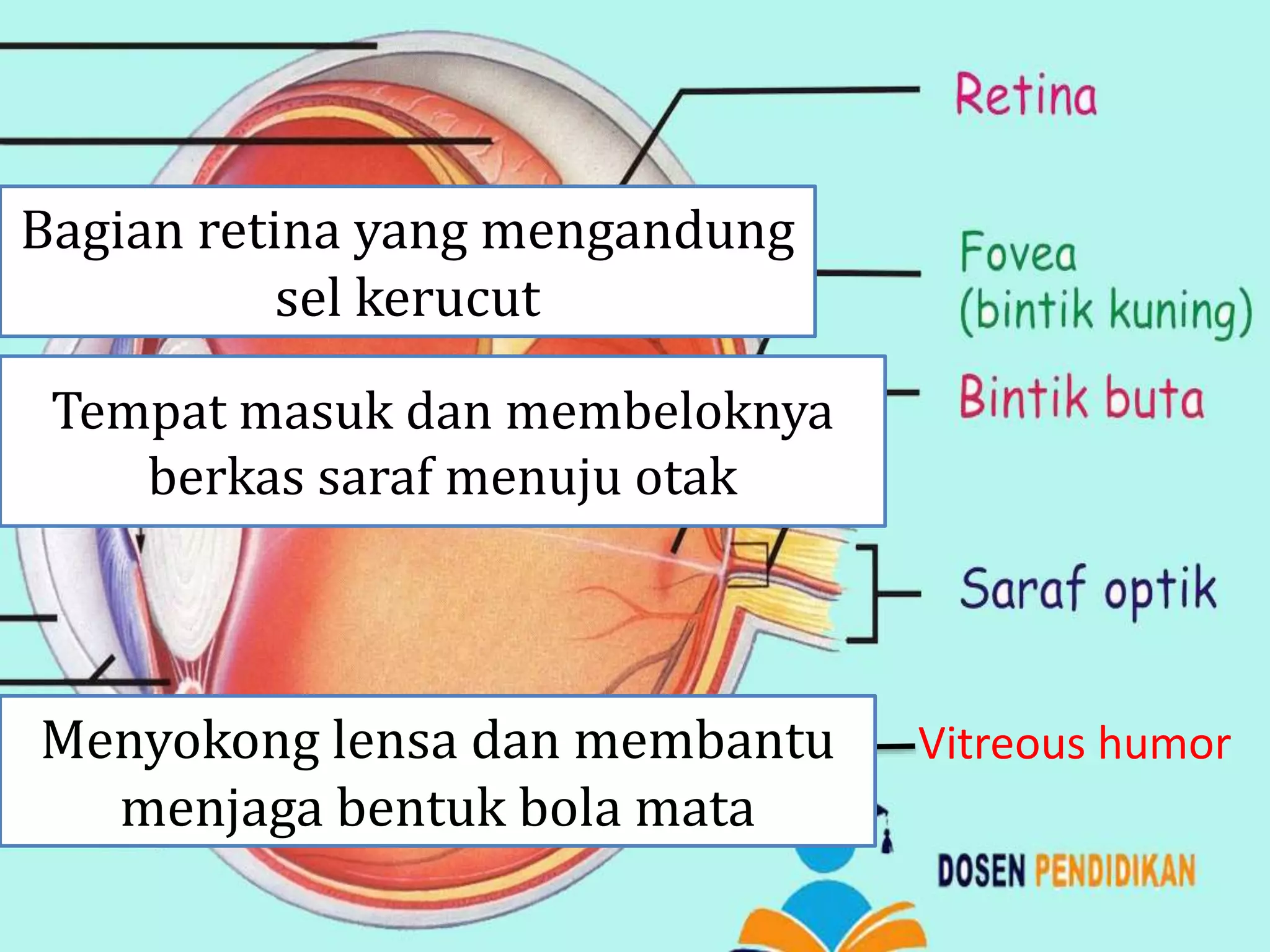 Alat indra mata | PPTX