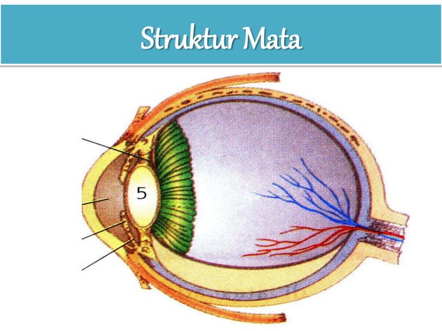 Alat indra mata | PPTX