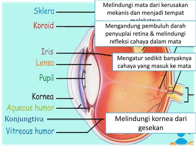 Alat indra mata | PPTX