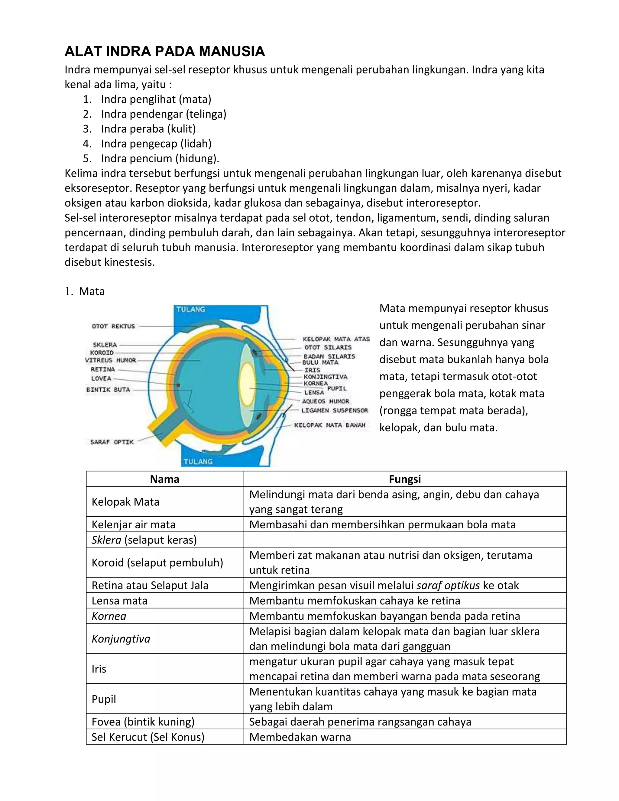 Alat indra pada manusiA | DOCX
