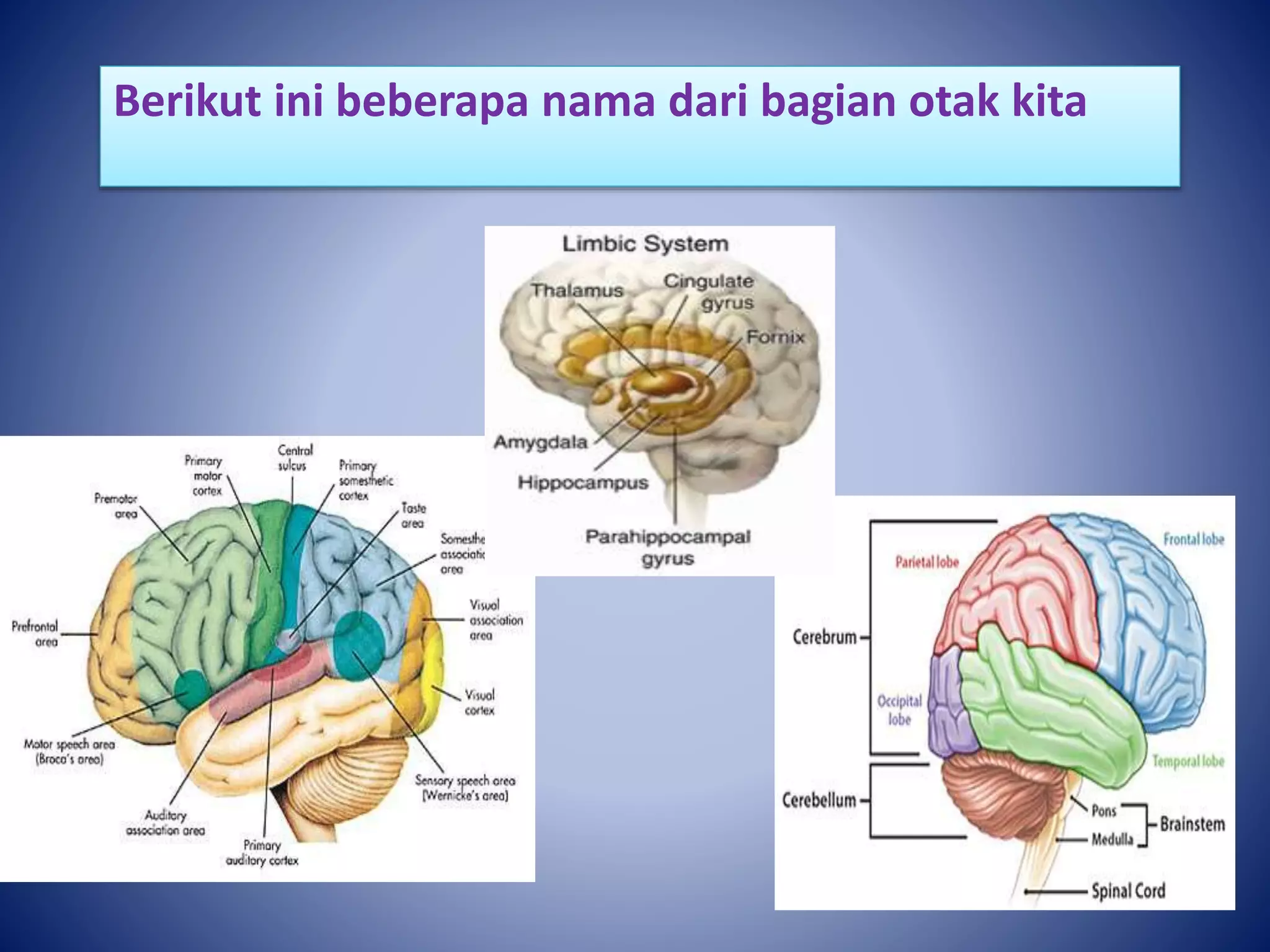 Alat kecerdasan otak | PPTX