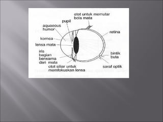 Alat optik 2 | PPT