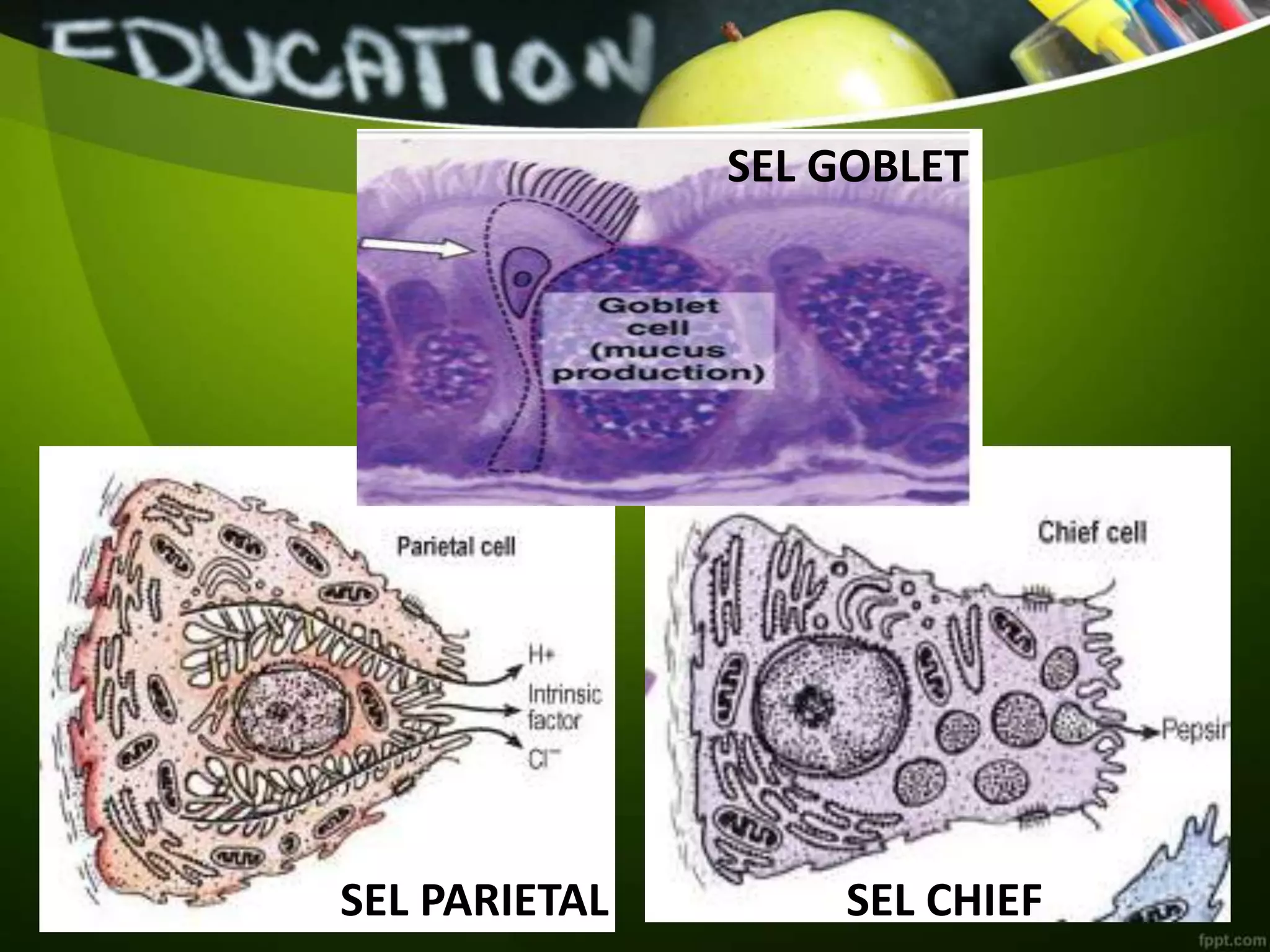 Alat pencernaan pada manusia, kelompok 1 | PPTX