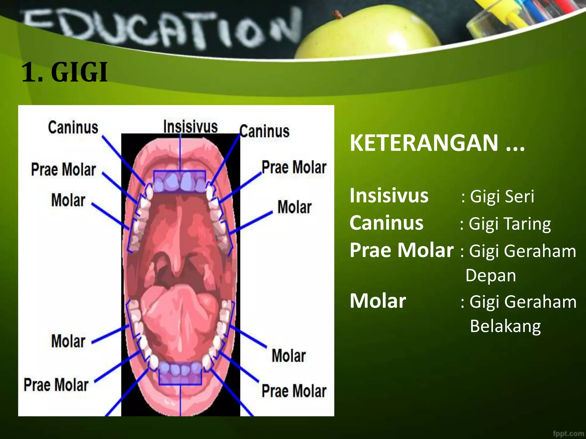 Alat pencernaan pada manusia, kelompok 1 | PPTX