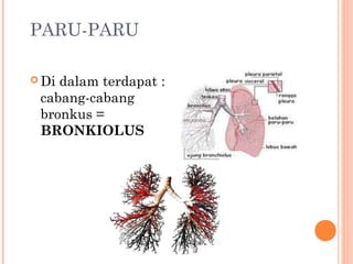 Alat pernafasan manusia | PPT