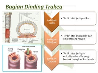 Alat Pernapasan Manusia | PPT