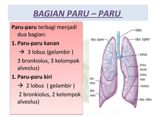 Alat Pernapasan Manusia | PPT