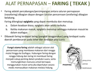 Alat Pernapasan Manusia | PPT