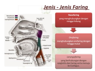 Alat Pernapasan Manusia | PPT