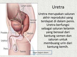 Alat reproduksi laki laki(1) | PPTX